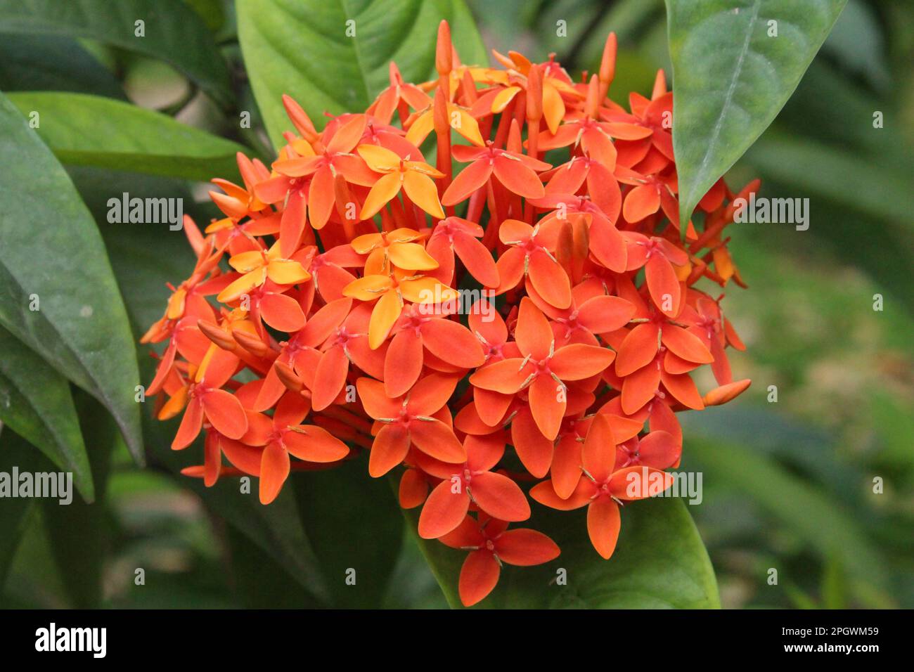 Chinese Ixora looks beautiful in the garden Stock Photo - Alamy