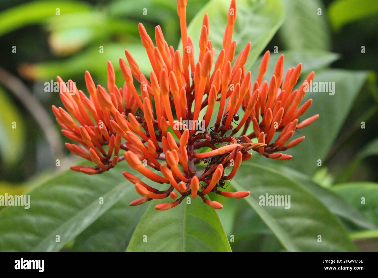 Chinese Ixora looks beautiful in the garden Stock Photo - Alamy