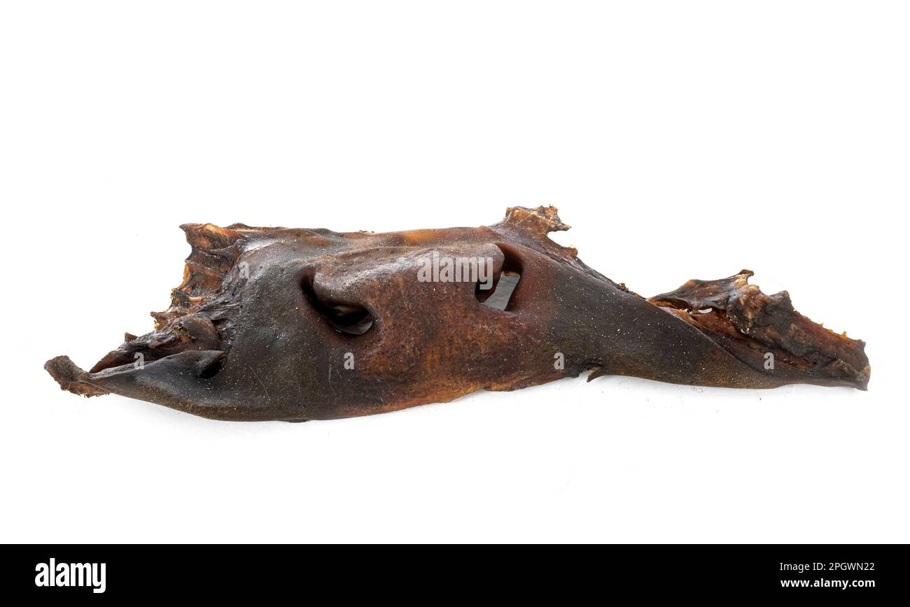 Dog gnawing at his skin hi-res stock photography and images - Alamy