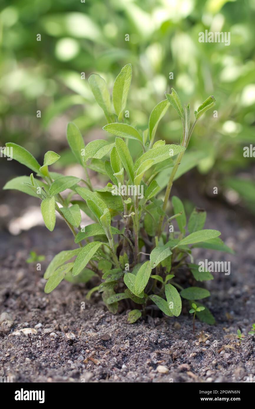Common Sage (lat. Salvia officinalis Stock Photo - Alamy