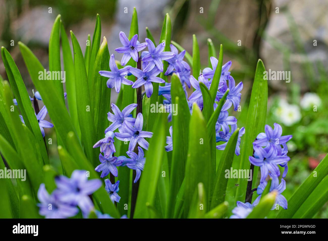 Image of blue hyacinths hi-res stock photography and images - Alamy