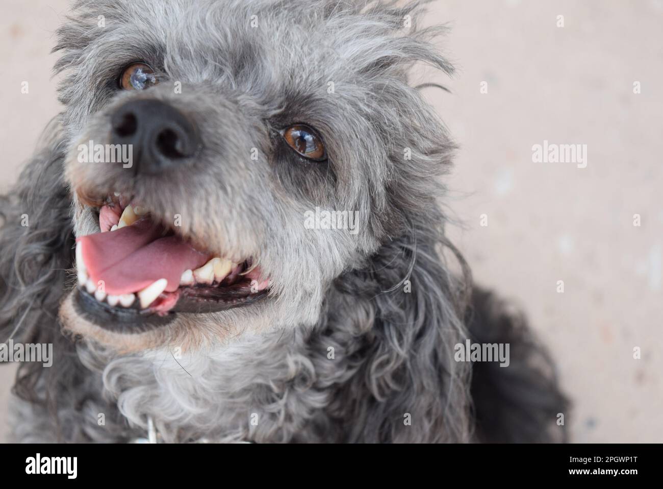 French poodle, love, smile, dog, poodle Stock Photo - Alamy