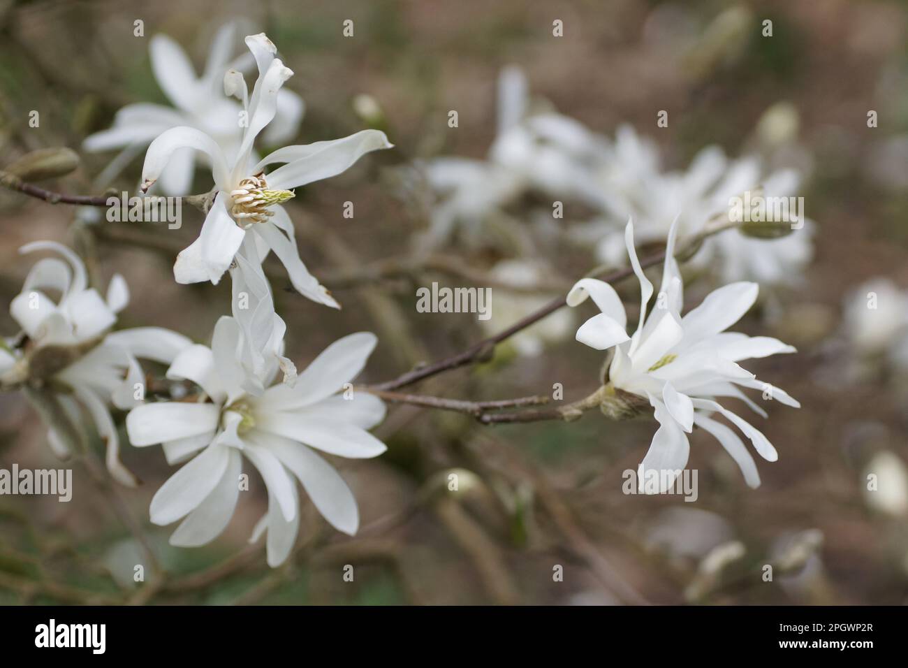Magnolia stellata plant hi-res stock photography and images - Alamy