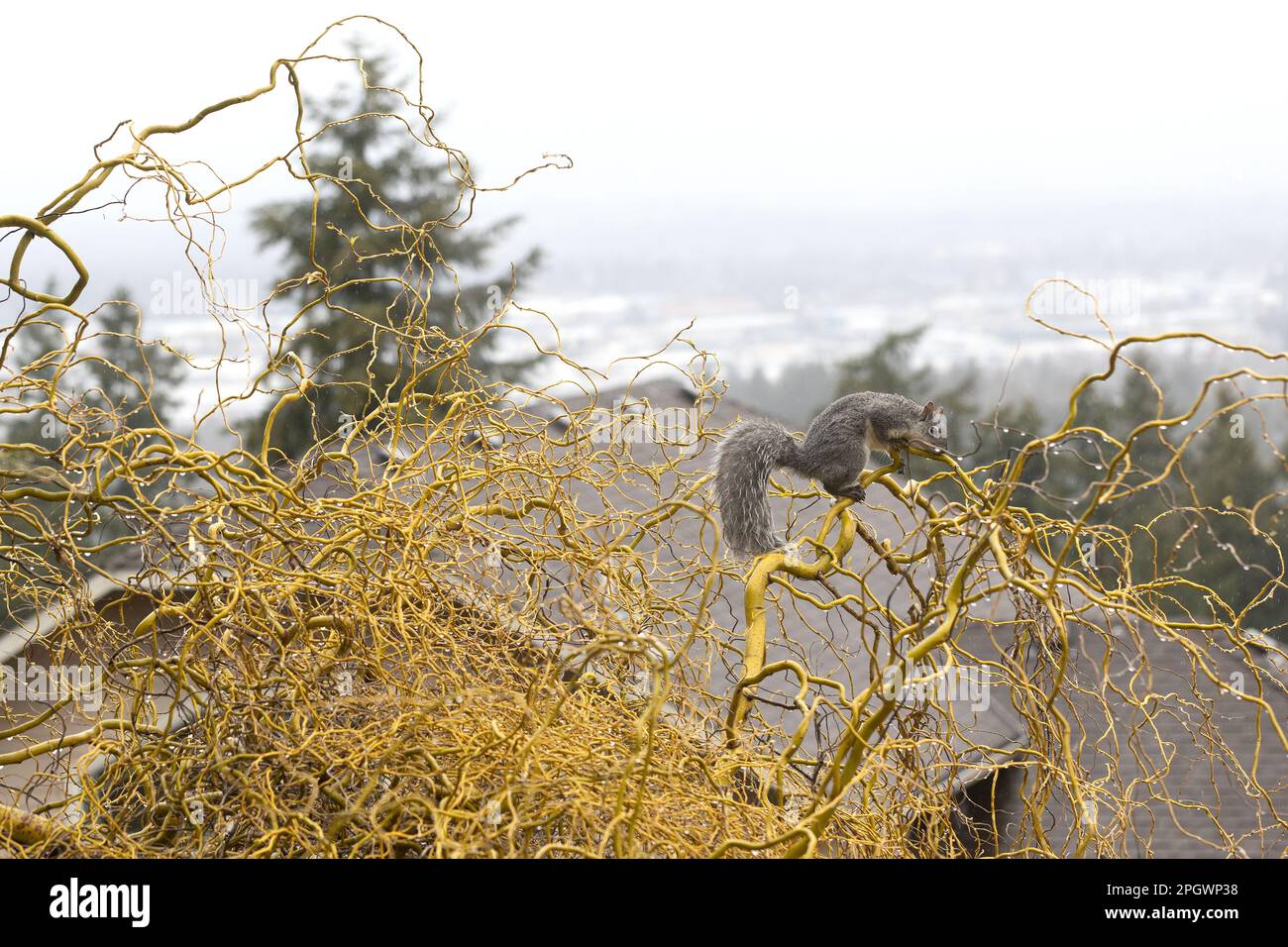 A grey squirrel high up in the top of a curly willow tree, overlooking ...