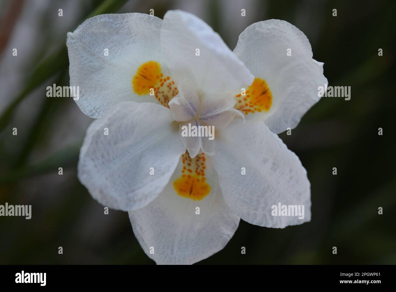 white Flower, white, polen, gelbe, Blümen, orange Stock Photo - Alamy
