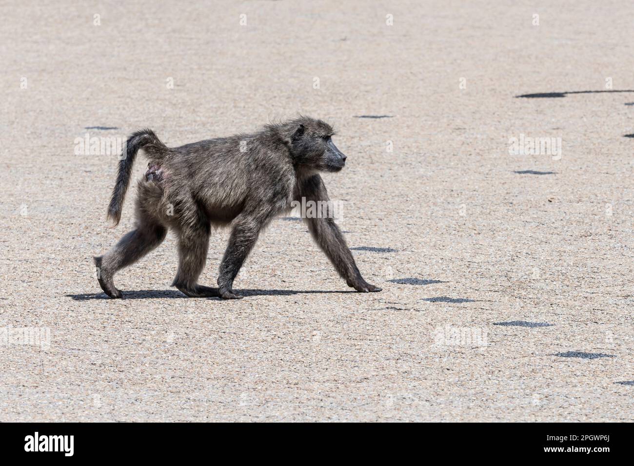 baboon walking on parking gravel at Cape Point, shot in bright summer ...