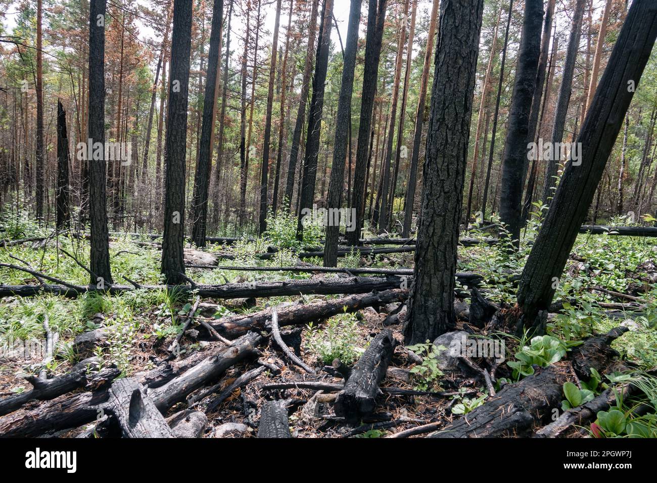 Fire-damaged forest boreal forests. Burnt boreal forests. Wildfire low ...