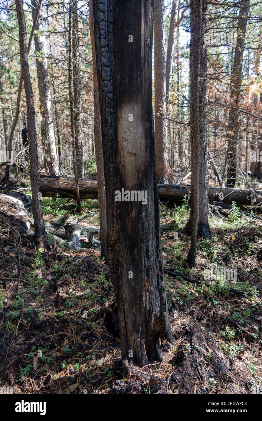 Fire-damaged forest boreal forests. Burnt boreal forests. Wildfire low ...