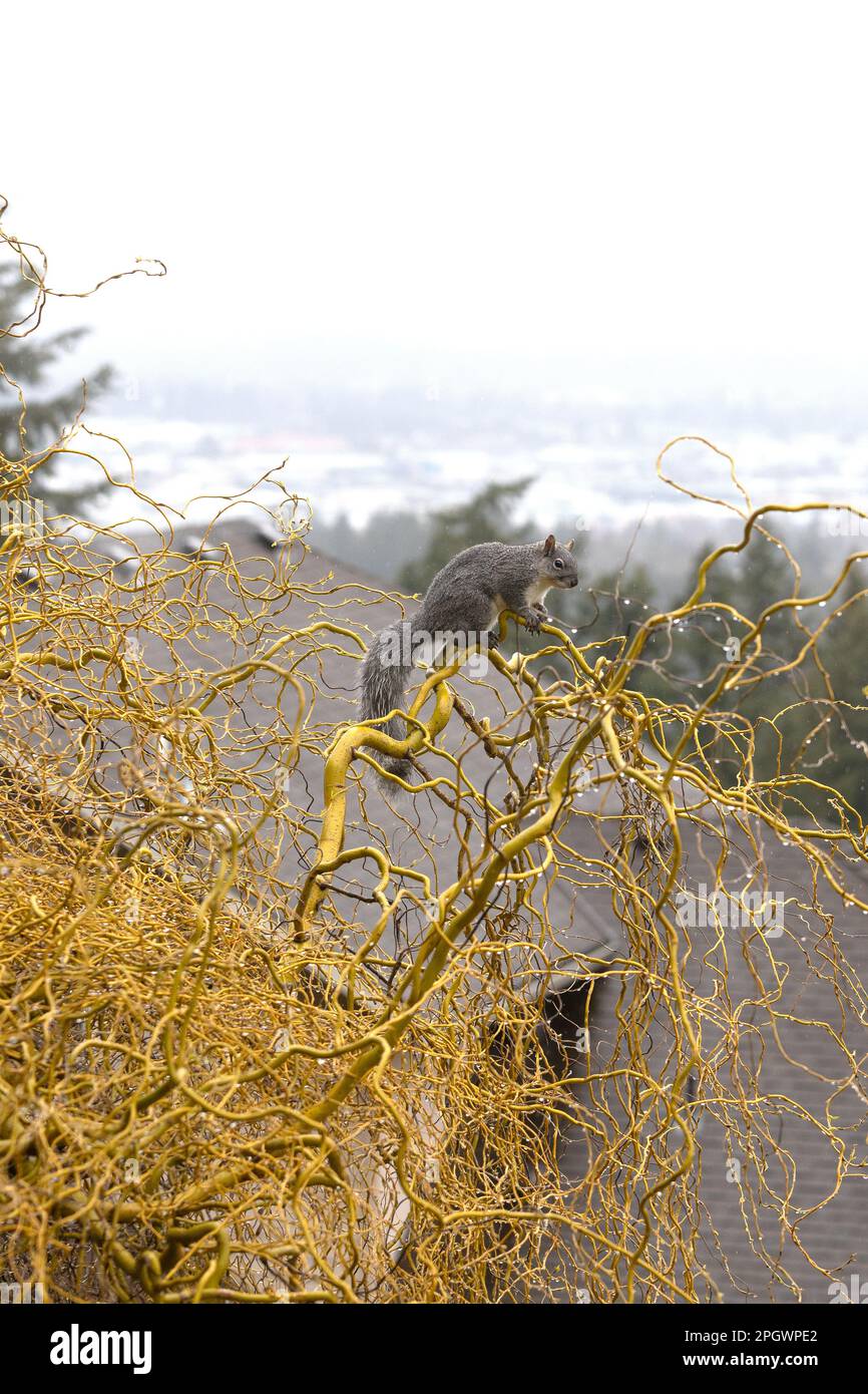 A grey squirrel high up in the top of a curly willow tree, overlooking ...