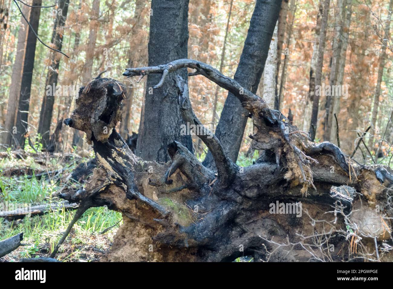 Fire-damaged forest boreal forests. Burnt boreal forests. Wildfire low ...