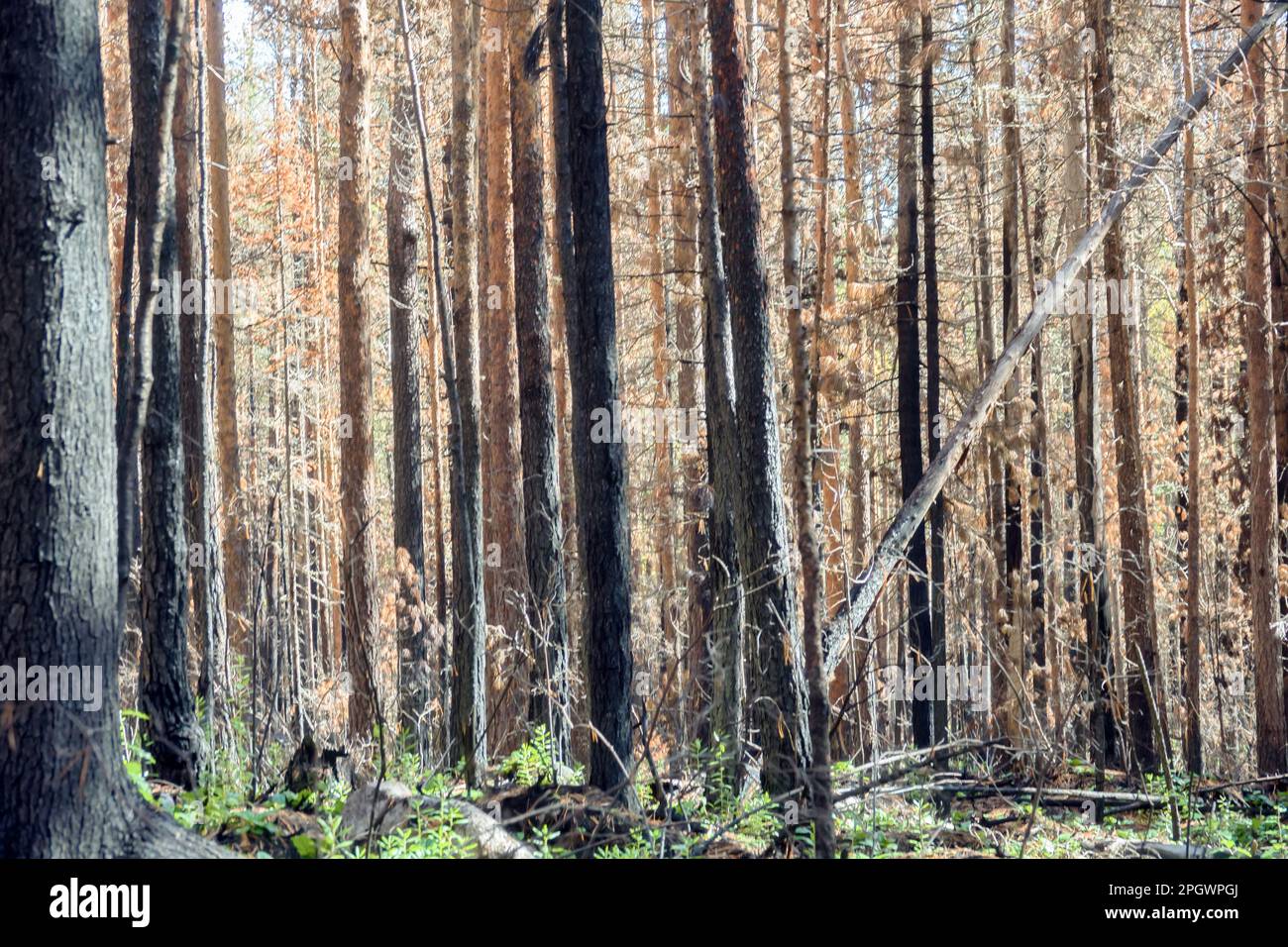 Fire-damaged forest, boreal forests. Burnt boreal forests. Wildfire low ...