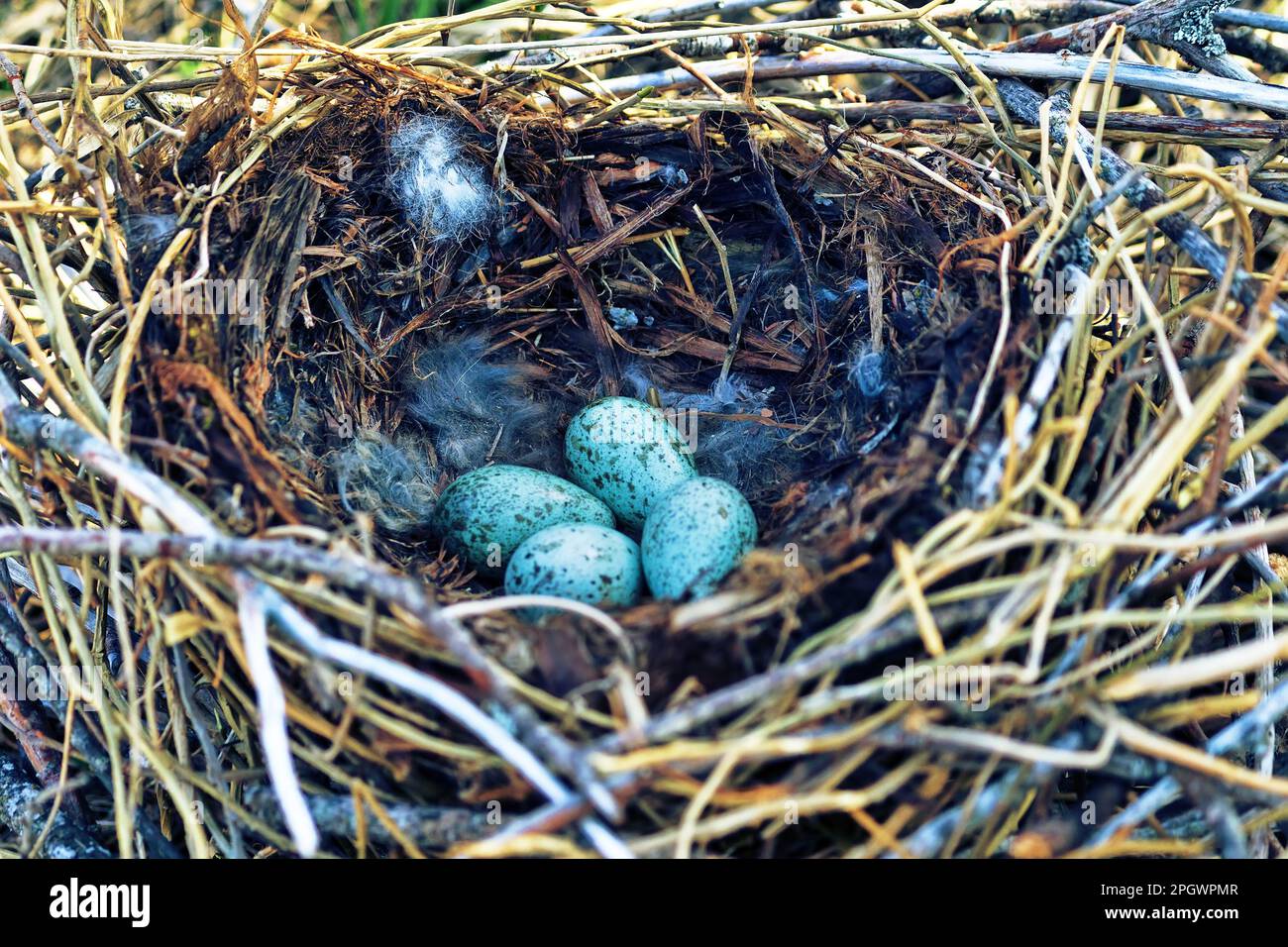 Nidology, study of birds nest. Hooded crow (Corvus cornix) nest. Clutch ...