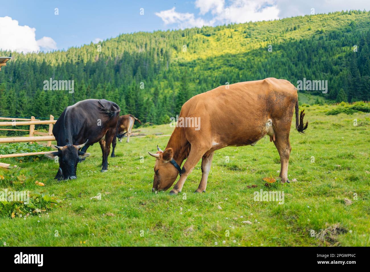 Happy cows grazing by scenic lake Attlesee in the Bavarian Alps ...