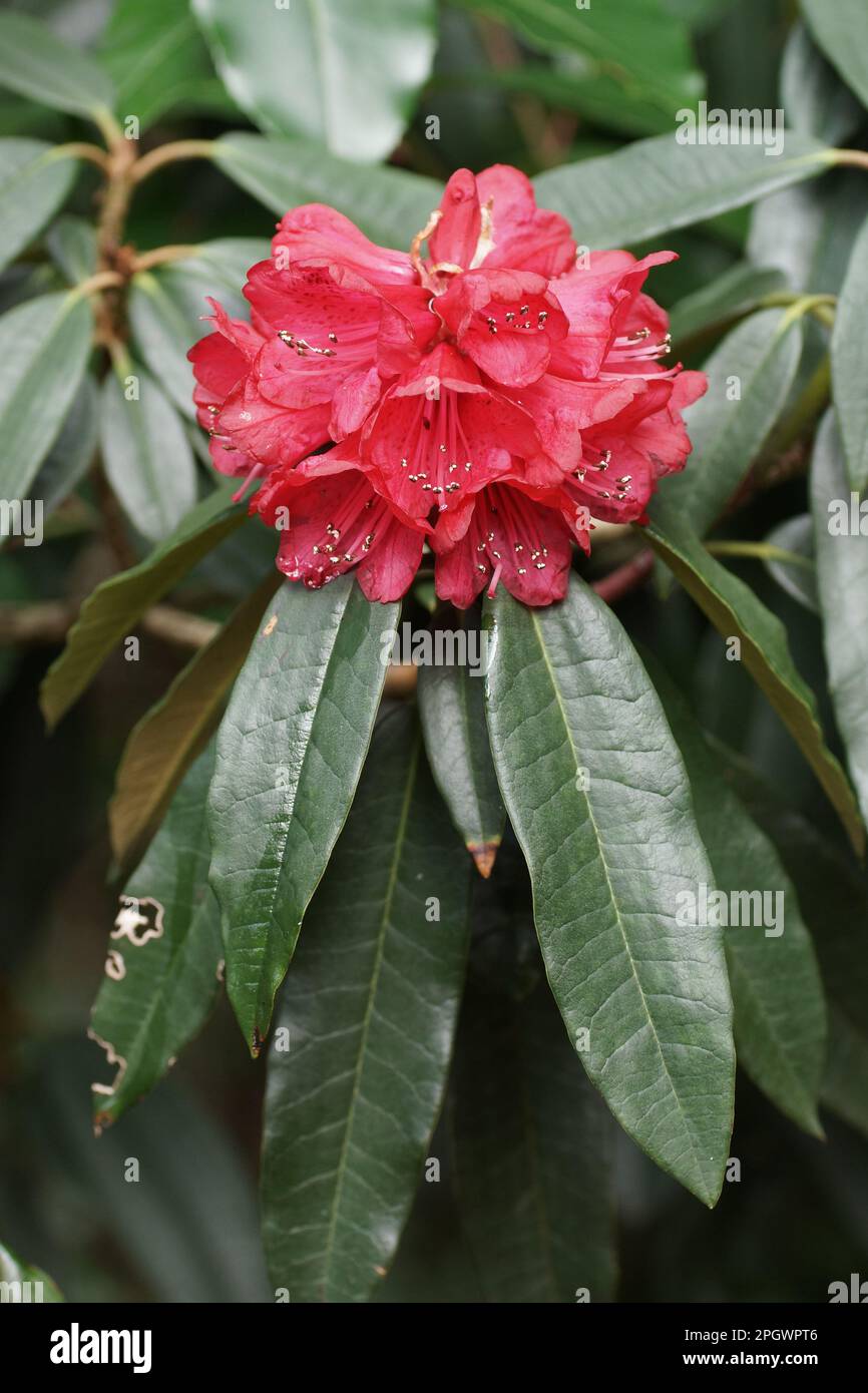 Tree rhododendron rhododendron arboreum hi-res stock photography and ...