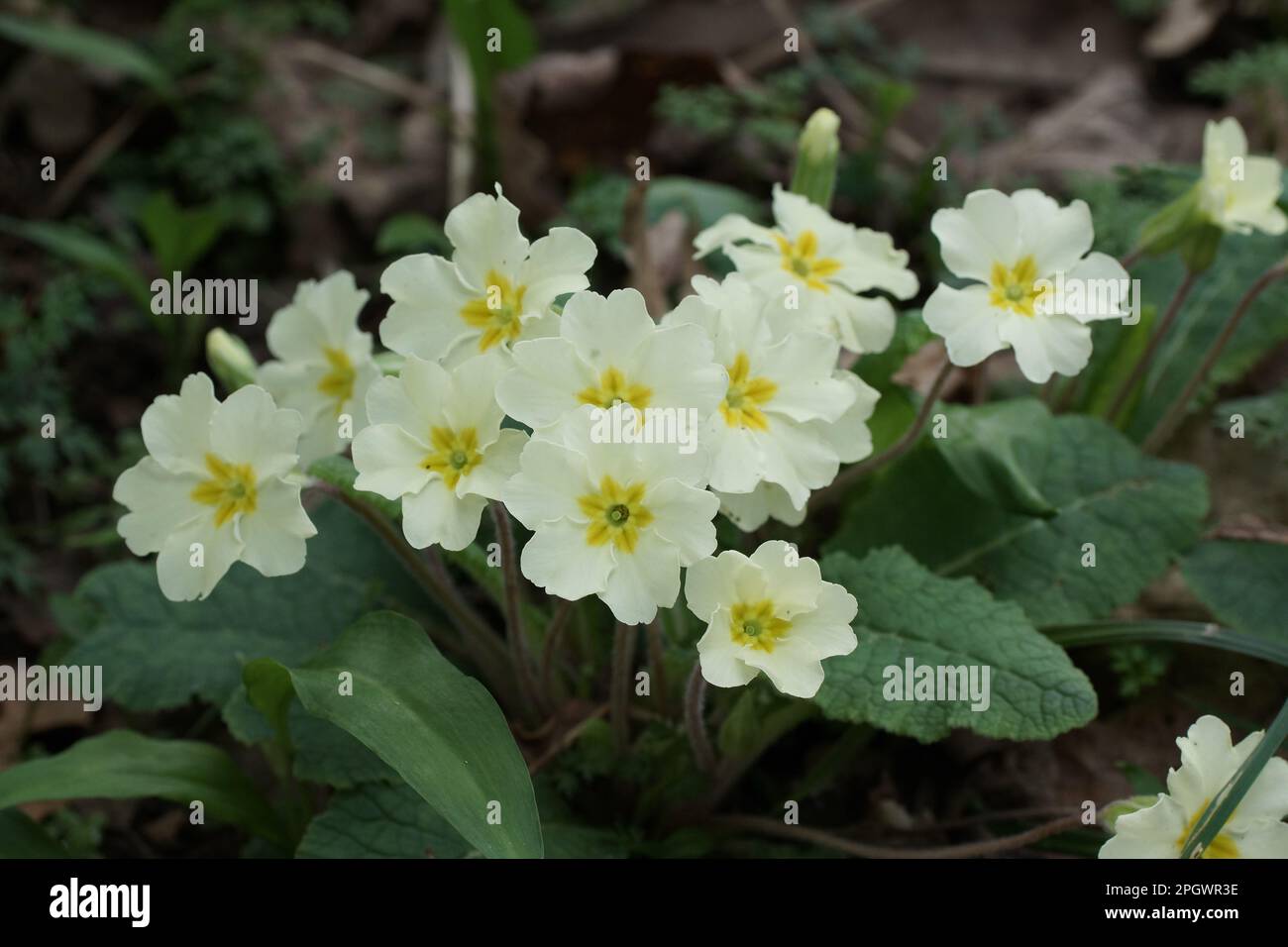 Primula gardens hi-res stock photography and images - Alamy