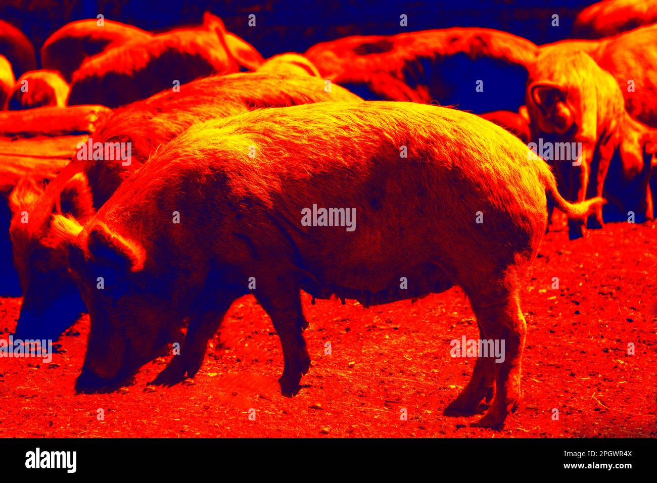 The red breeding pig, pack. Illustration of thermal image Stock Photo ...