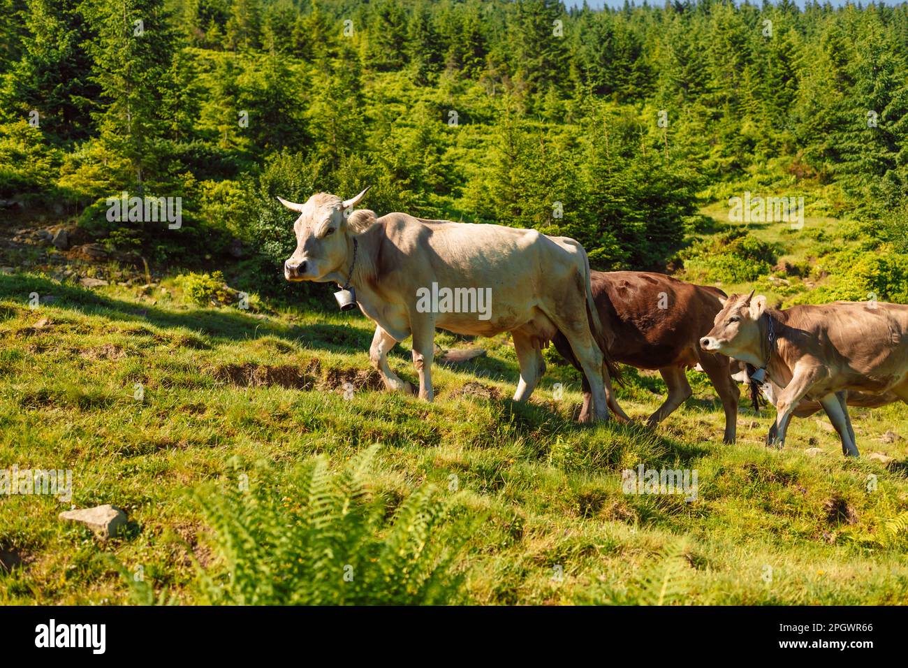 Happy cows grazing by scenic lake Attlesee in the Bavarian Alps ...