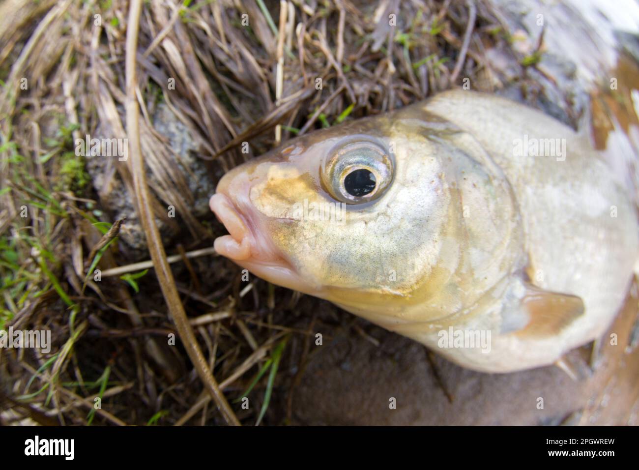 An enviable trophy of a fisherman with a fishing rod in a European ...