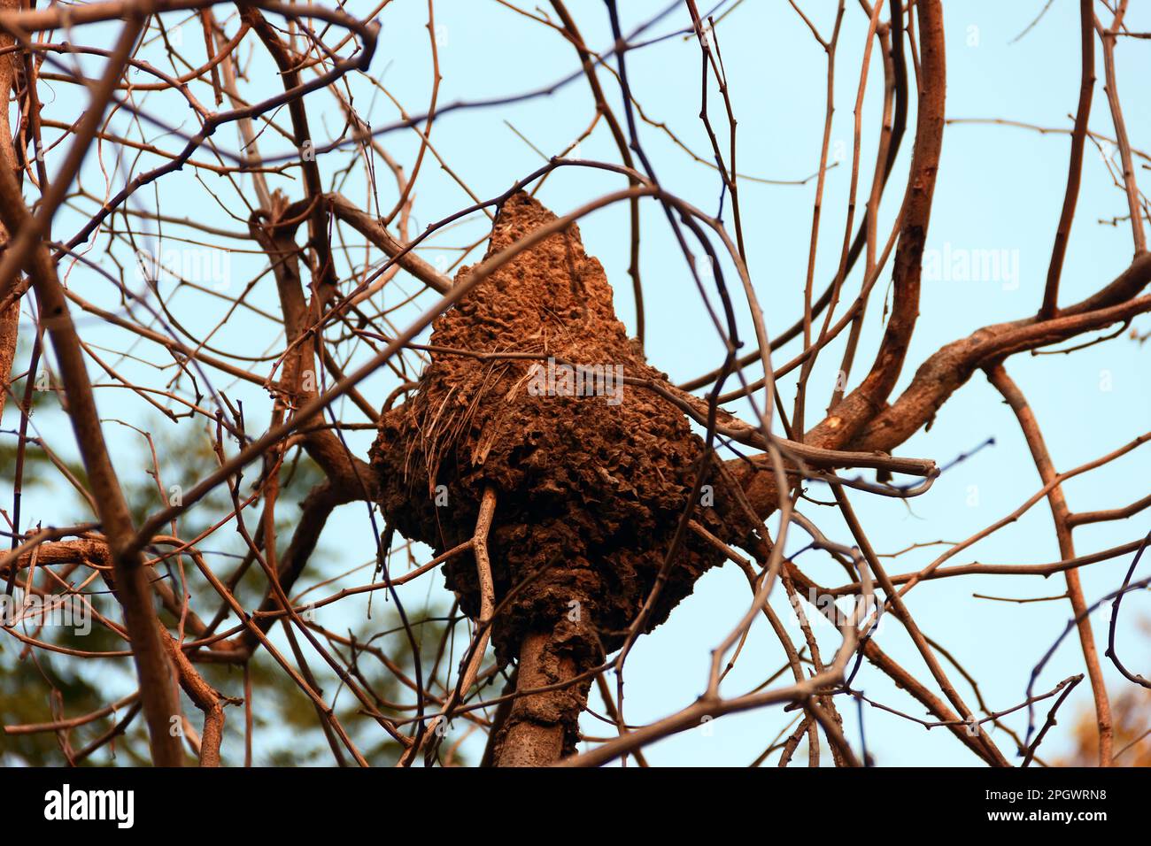 Termite mound on a tree in a rain forest with high humidity. Thailand ...