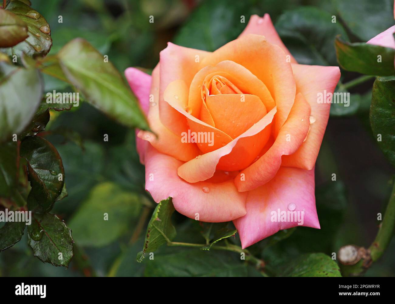 Orange pink Rose Stock Photo - Alamy