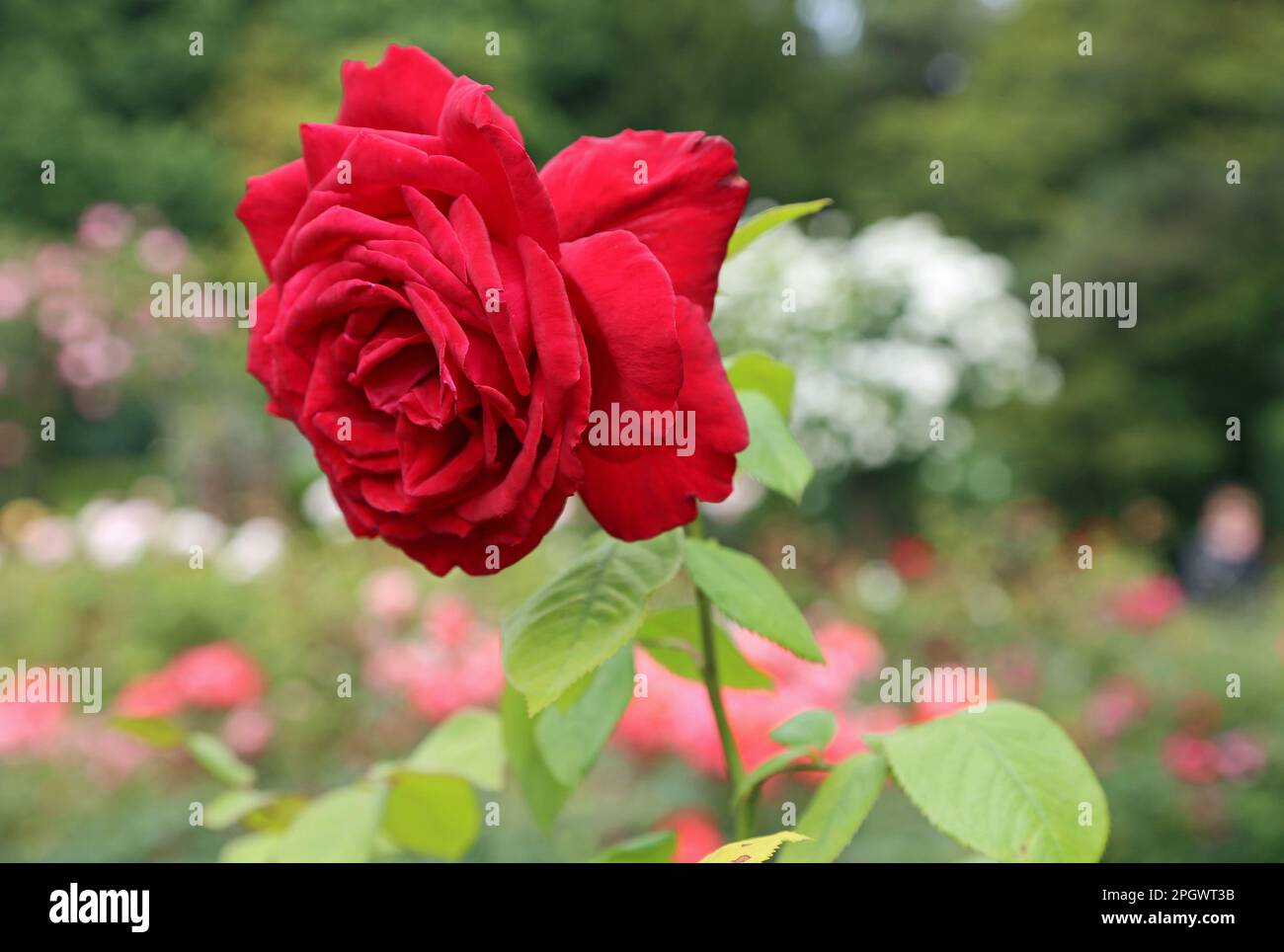 Deep red rose hi-res stock photography and images - Alamy