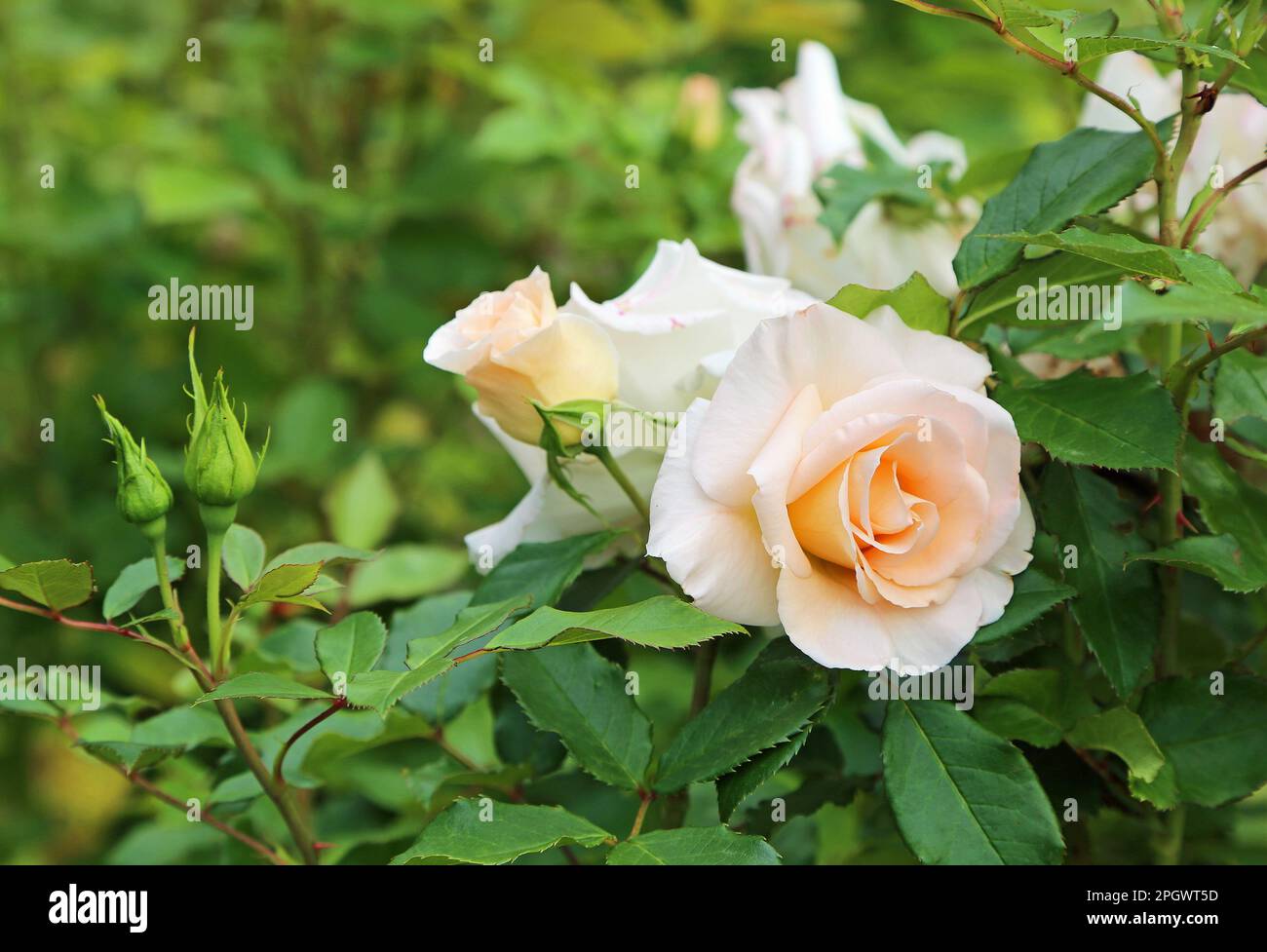 Ivory rose hi-res stock photography and images - Alamy