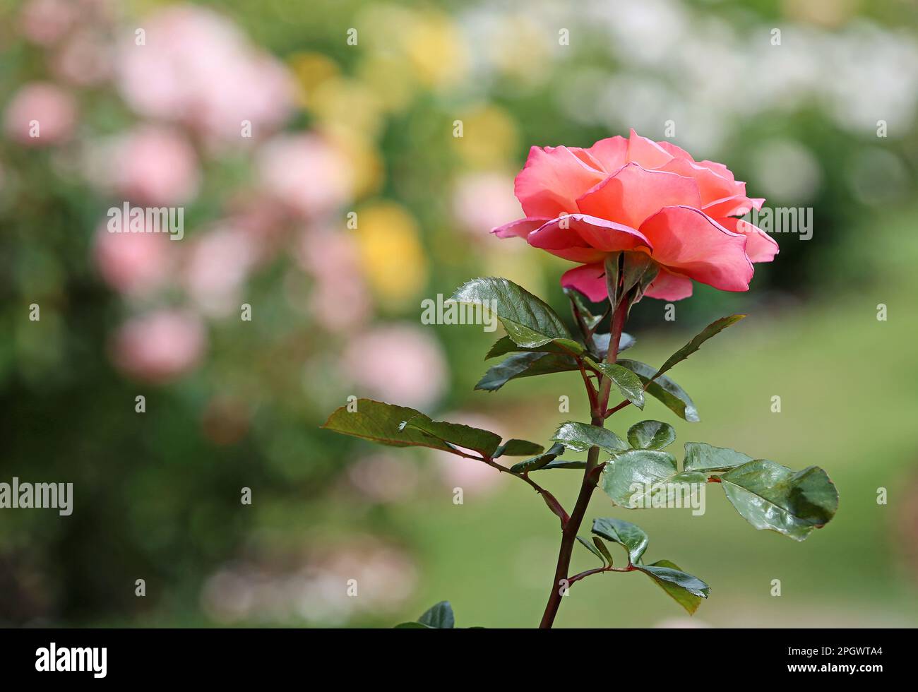 Rose with stem hi-res stock photography and images - Alamy