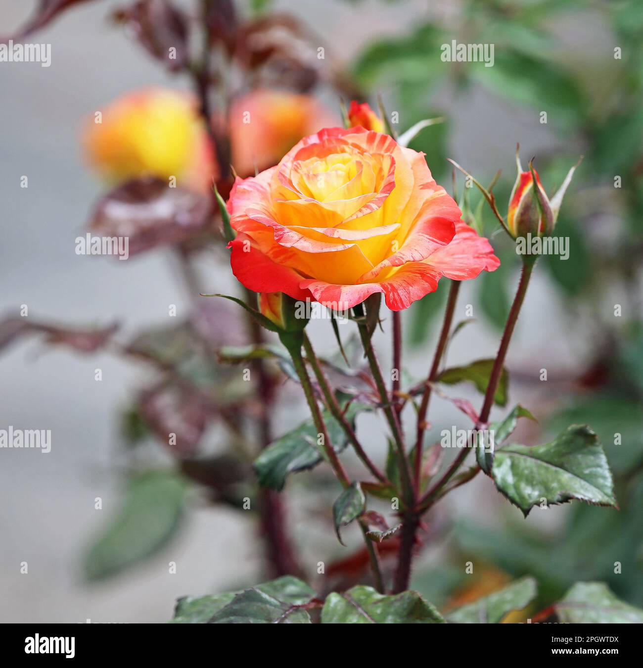 Yellow red Rose Stock Photo - Alamy