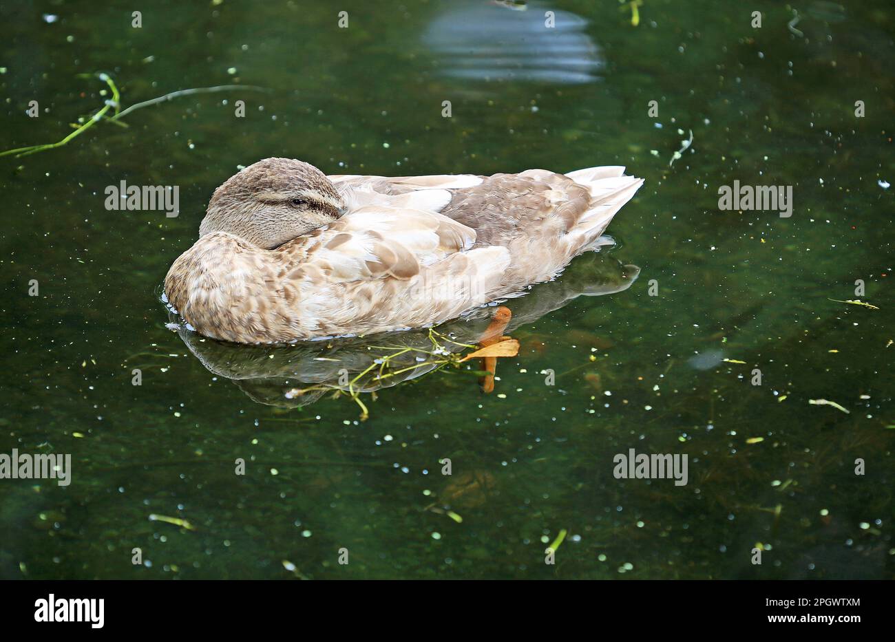Sleeping duck hi-res stock photography and images - Alamy