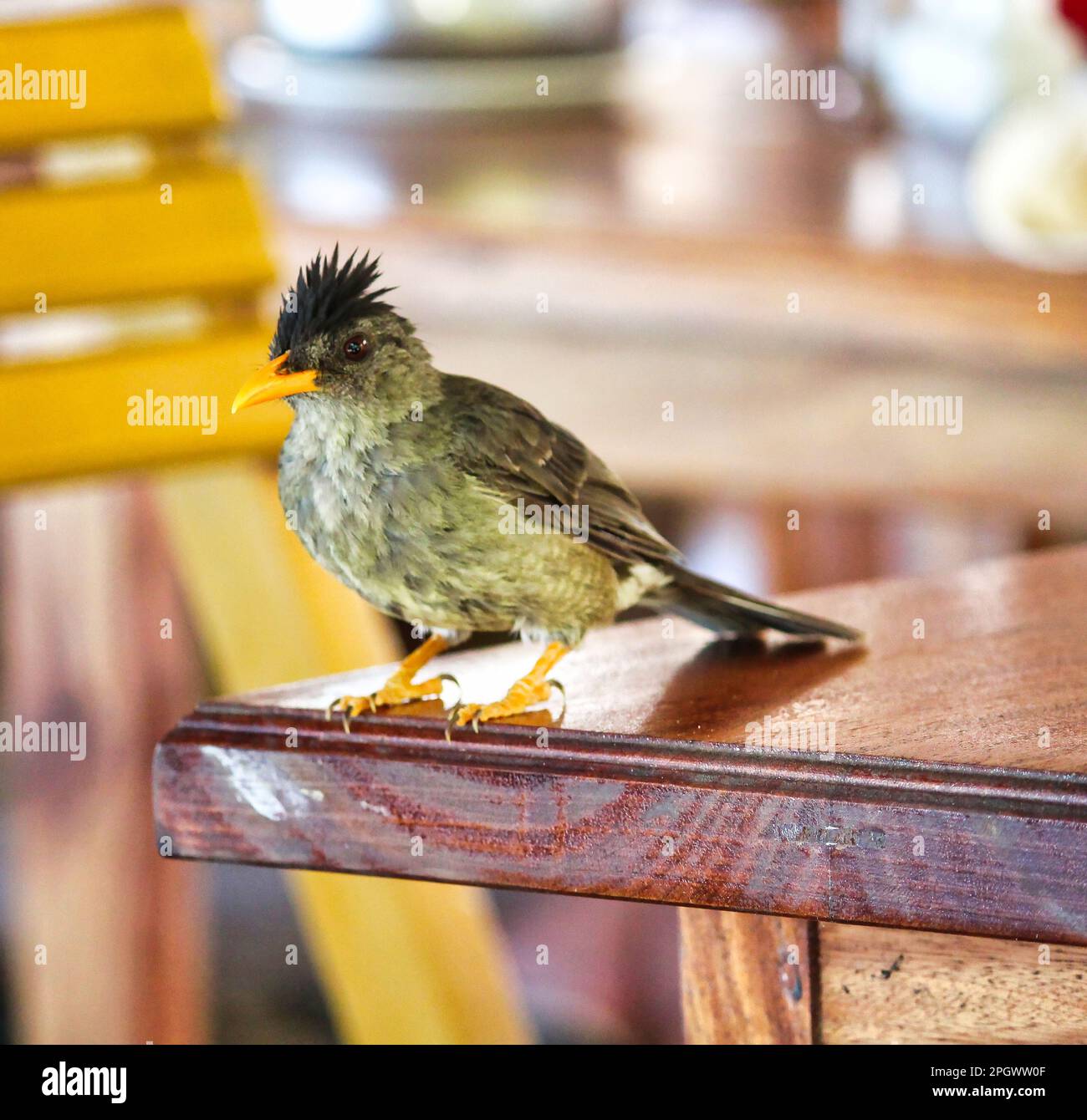 The Seychelles Bulbul is a beautiful songbird and very friendly with ...