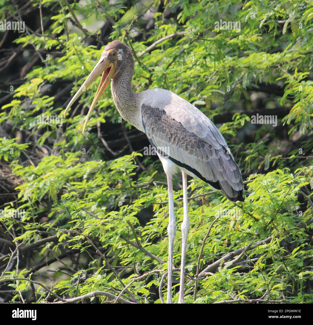 An immature painted stork against the background of lush green foliage ...
