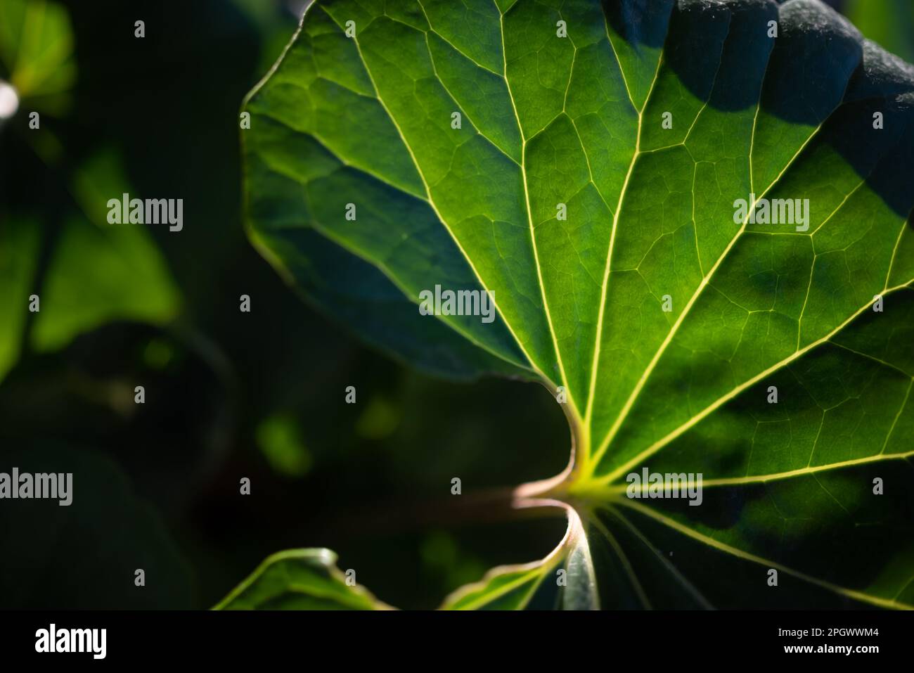 Mostly blurred large round glossy leaves background of leopard plant ...