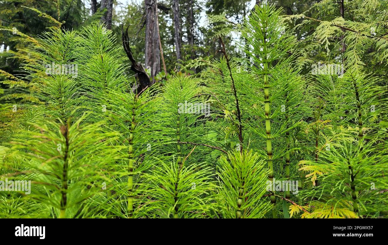 A beautiful view of cedar trees in a forest Stock Photo - Alamy