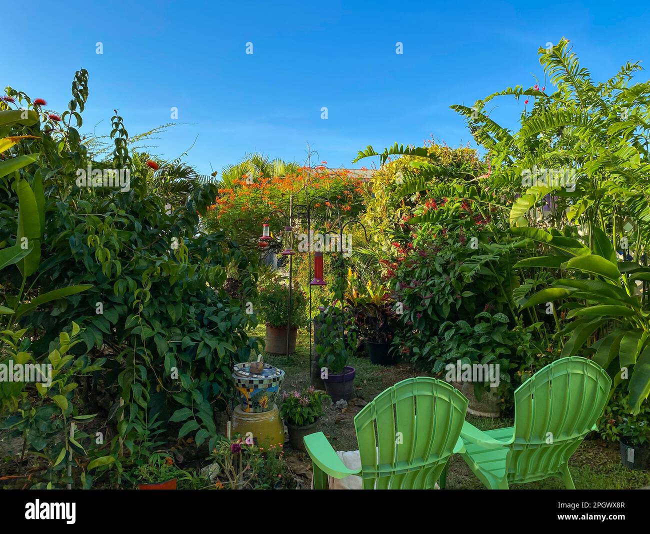 Tropical hummingbird garden with morning sunlight beginning to ...