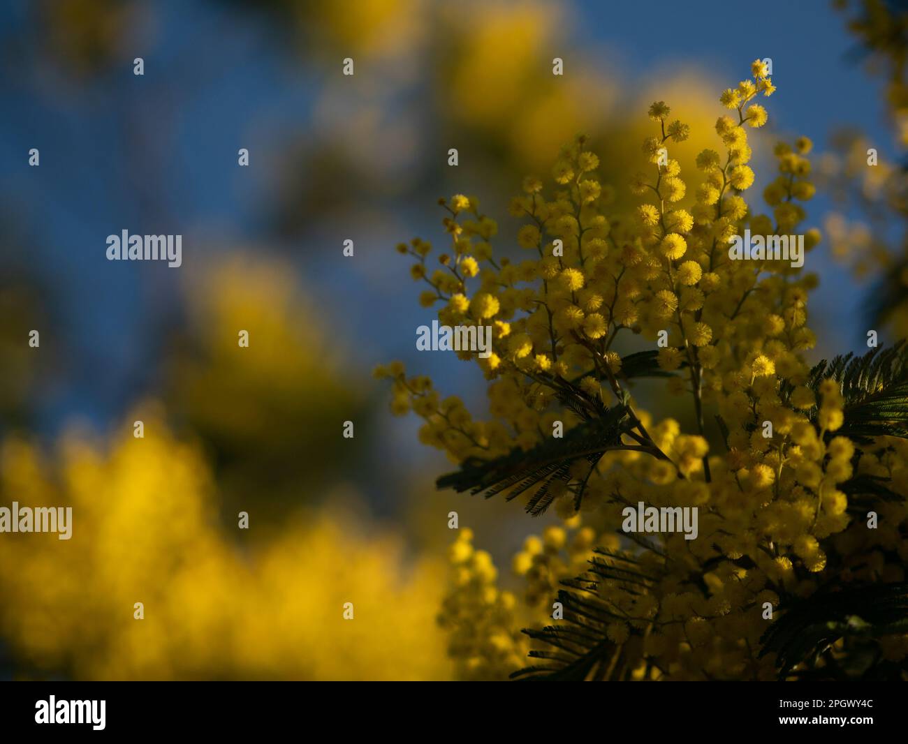 Beautiful bright yellow hairy mimosa flowers close-up. Blooming mimosa ...