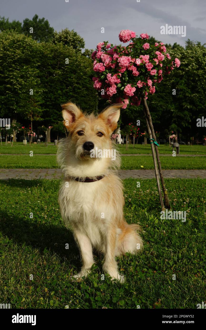 Cute mongrel dog in fawn and white colors sitting on grass in park in ...
