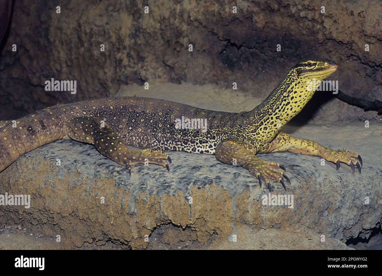 Sahara desert monitor lizard hi-res stock photography and images - Alamy