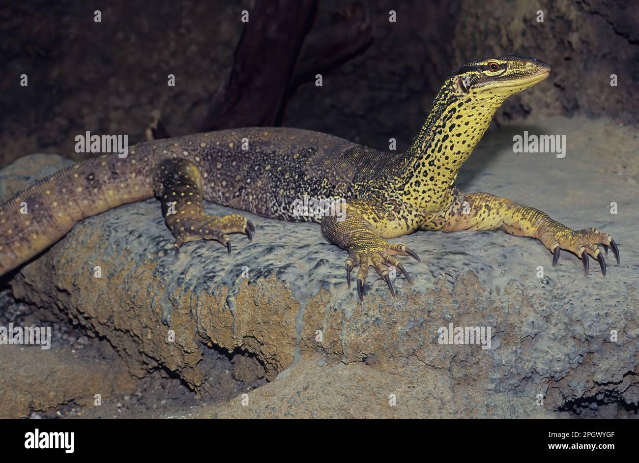 The sand goanna (Varanus gouldii) is a species of large Australian ...
