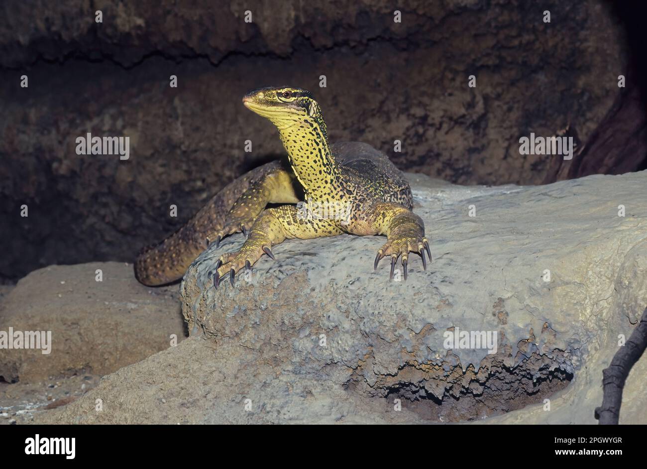 The sand goanna (Varanus gouldii) is a species of large Australian monitor lizard, also known as ...