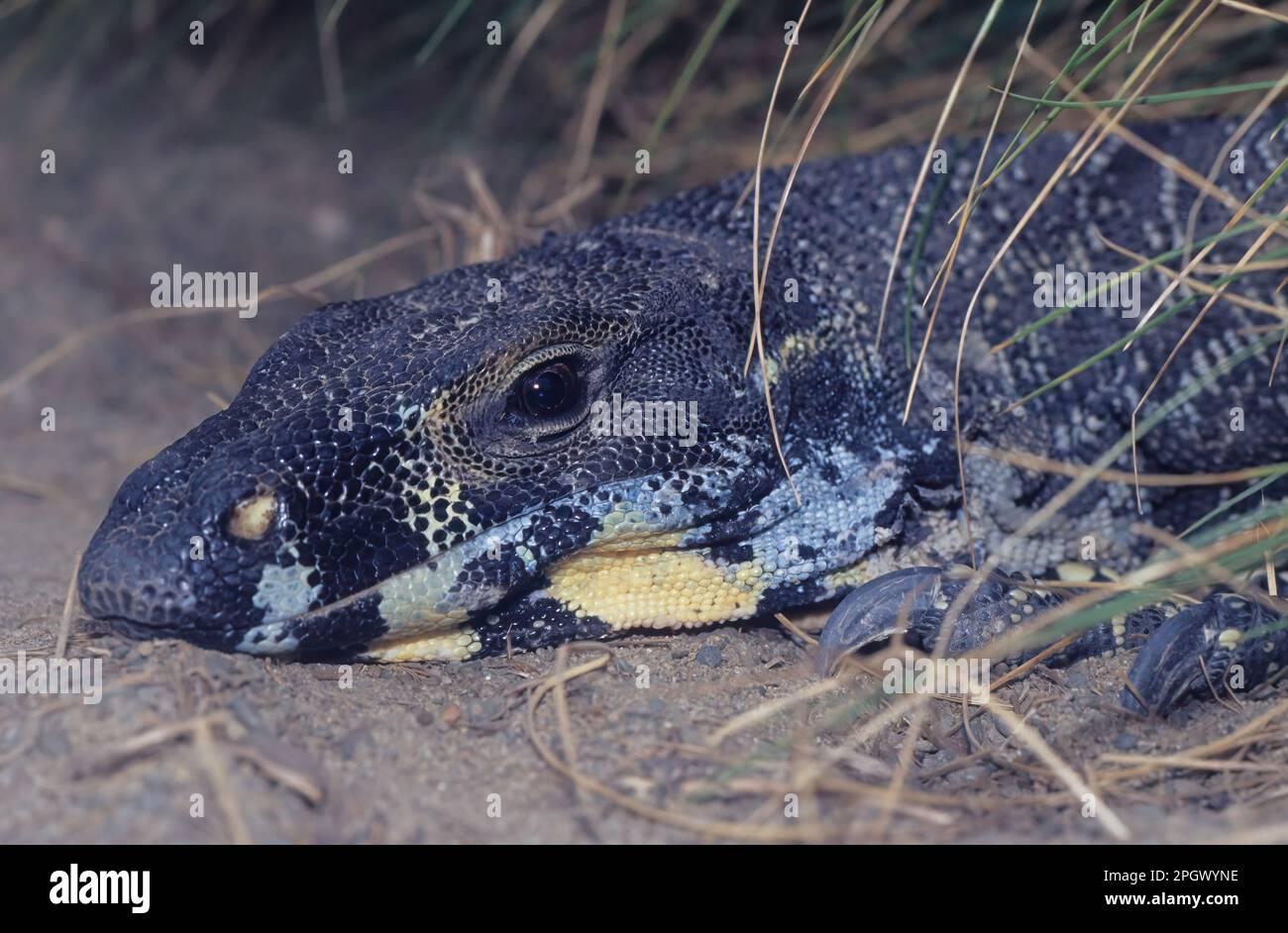 The lace monitor or tree goanna (Varanus varius) is a member of the ...