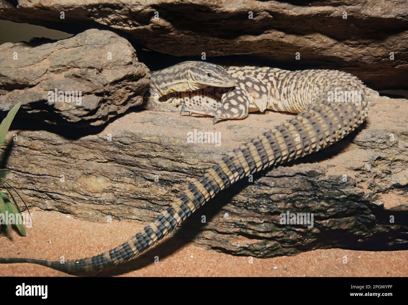 Sahara desert monitor lizard hi-res stock photography and images - Alamy