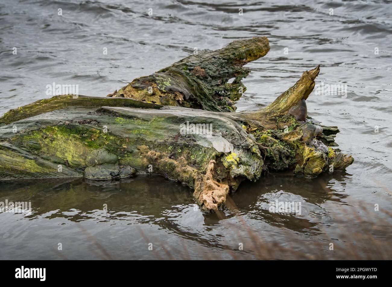 Old fallen tree laying in the water left to go rotten and die Stock ...
