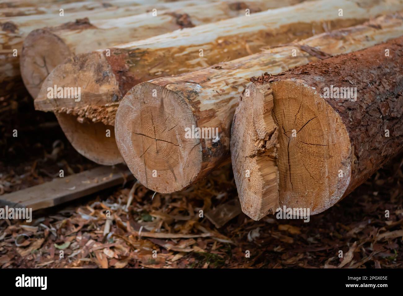Wooden sawn logs on ground Stock Photo - Alamy
