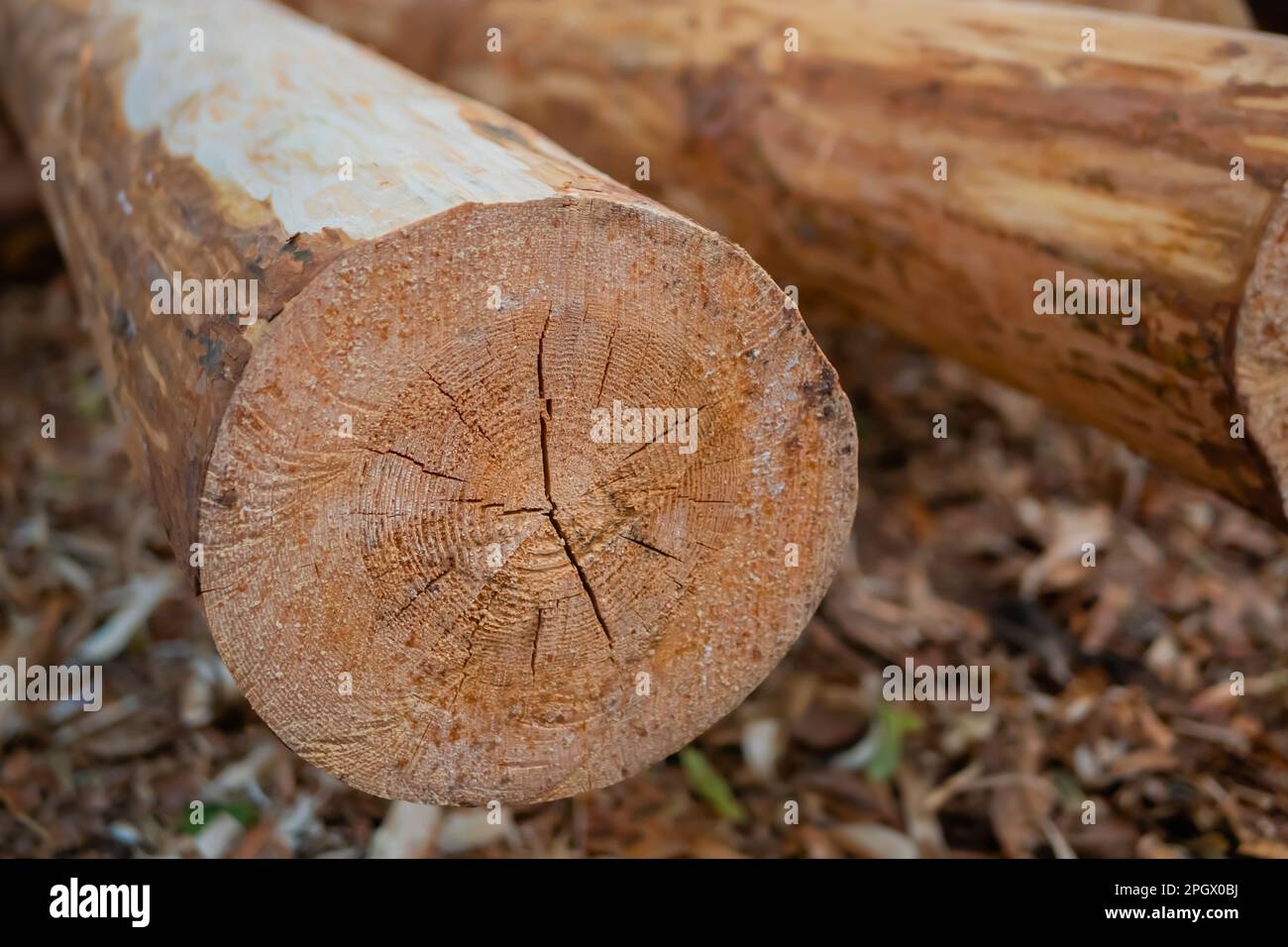 Wooden sawn logs on ground Stock Photo - Alamy