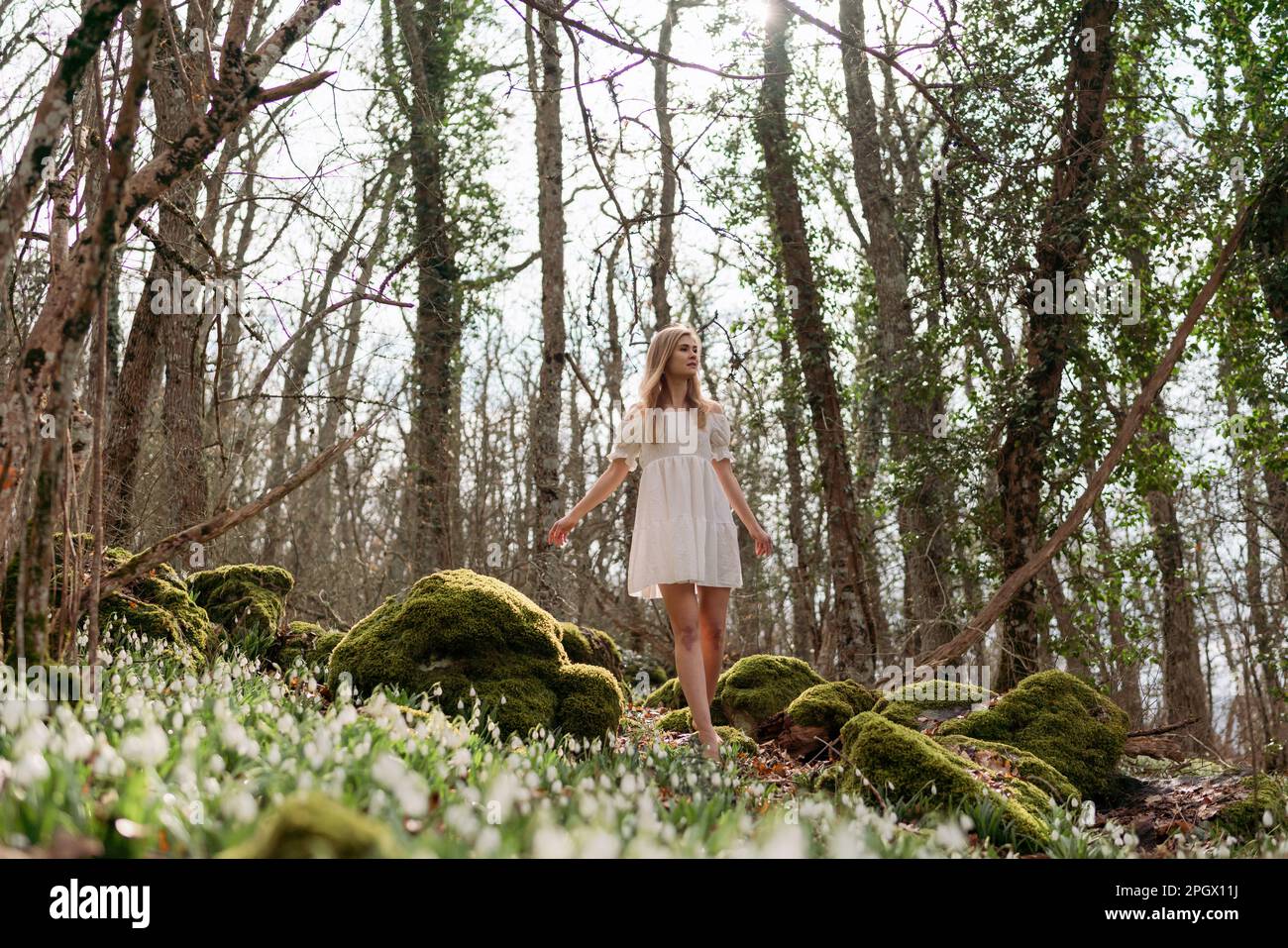Snowdrops galanthus blonde. A girl in a white dress stands on a meadow ...
