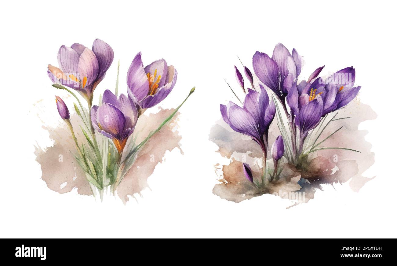 Saffron crocus plant drawing Stock Vector Images - Alamy