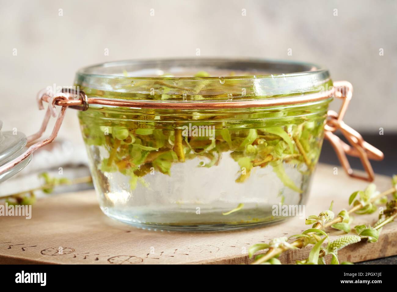 Preparation of willow tincture from fresh bark and buds in spring Stock ...