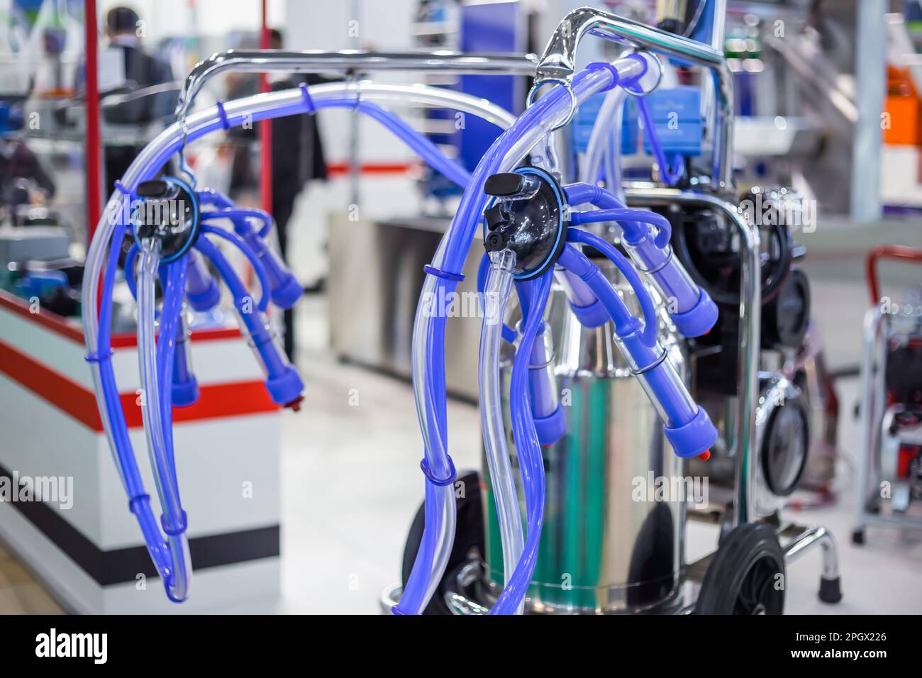 Teat cups of automated cow milking suction machine at exhibition: close ...