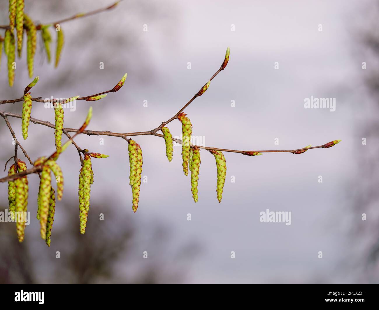spring allergy season the buds are growing Stock Photo - Alamy