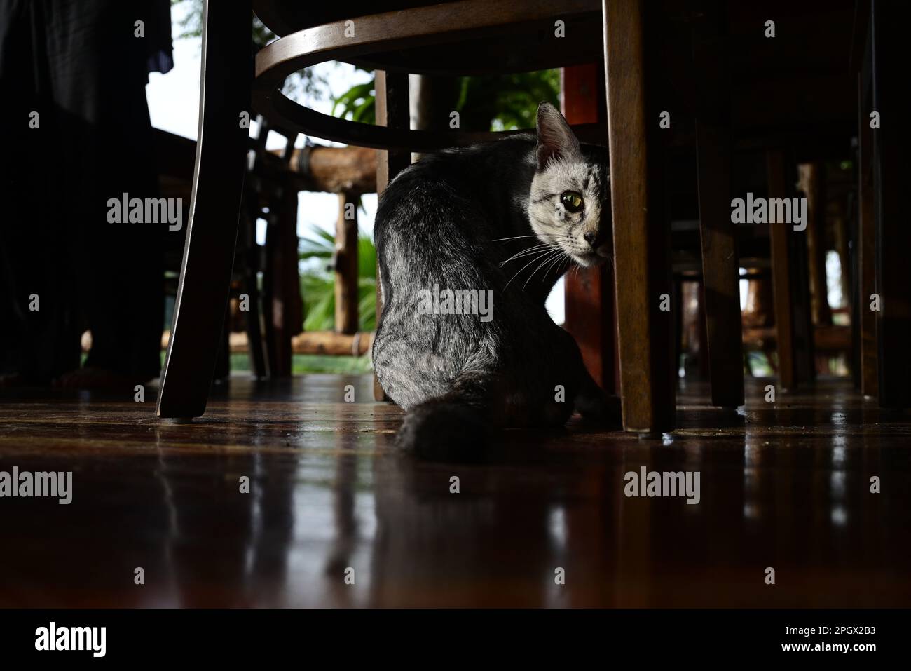 Tabby cat under table hi-res stock photography and images - Alamy